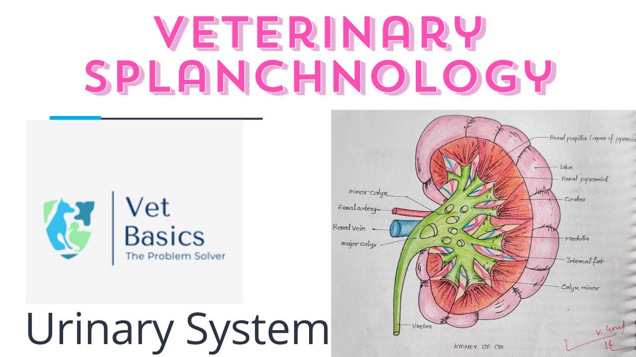 Veterinary Splanchnology #Urinary System - YouTube