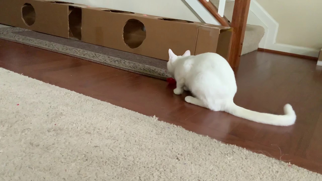 Kitty Snowball with a red mouse - YouTube