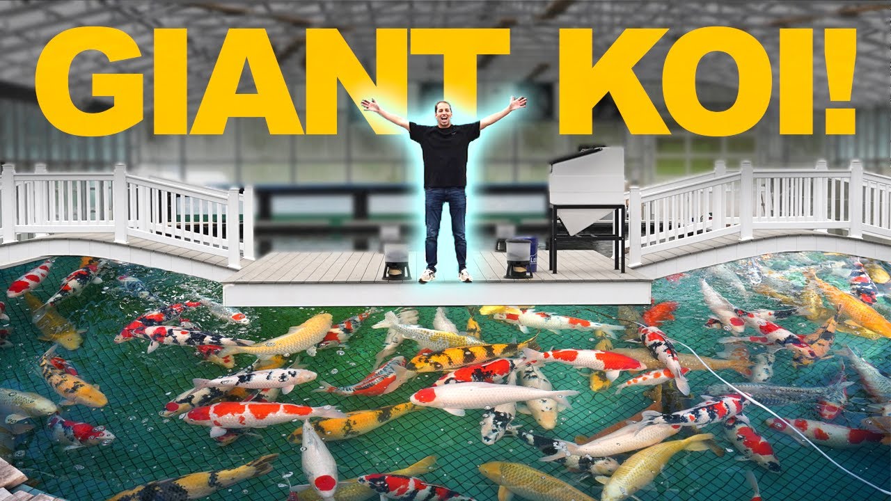World’s Most EXPENSIVE And LARGEST Koi Fish POND - YouTube