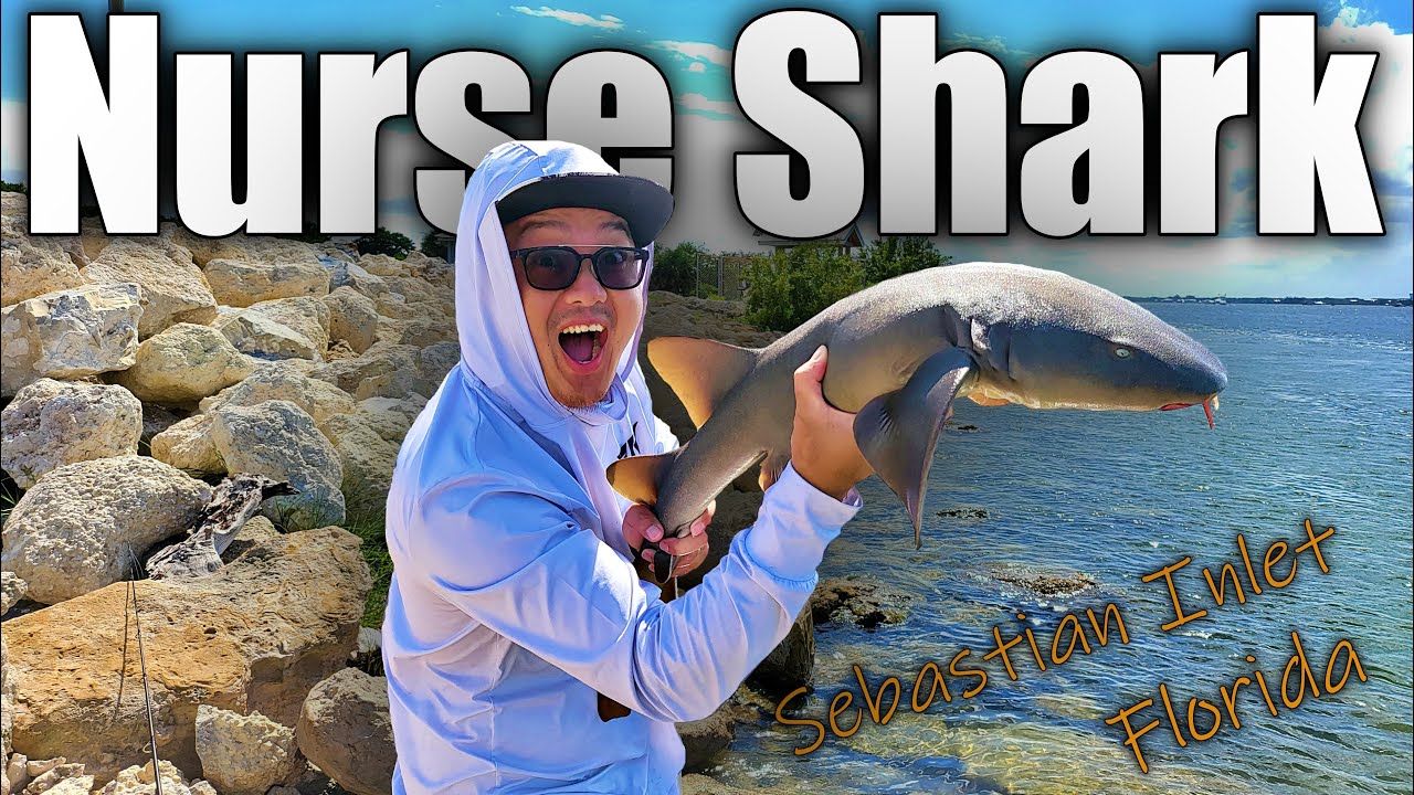 Fishing Sebastian Inlet Pre HURRICANE SIGHT FISH a NURSE SHARK - YouTube