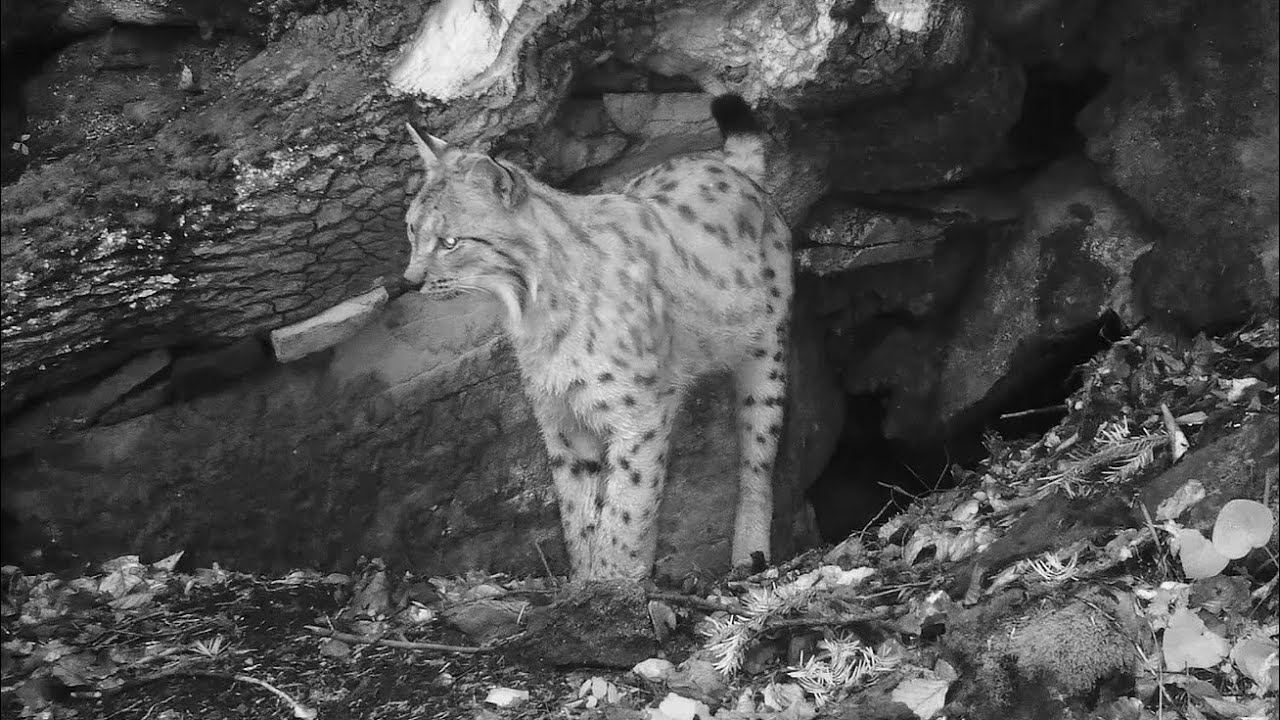 Rys pri jazvečom brlohu | Lynx near the badgers burrow - YouTube