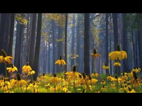 Minha Alma tem Sede de Deus - Juliano Ravanello - Gregorian Chants