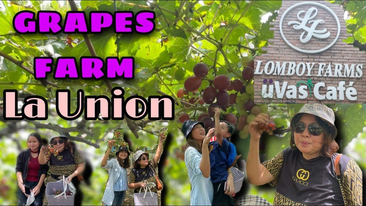 LA UNION pt. 1 | GRAPES FARM | LOMBOY FARM | UVAS CAFE | 2022 - YouTube