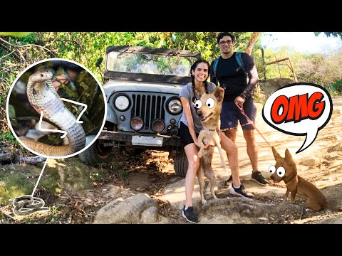 UM DIA DIVERTIDO COM AS CACHORRAS! TINHA ATÉ COBRA!!!😱| Paula Stephania