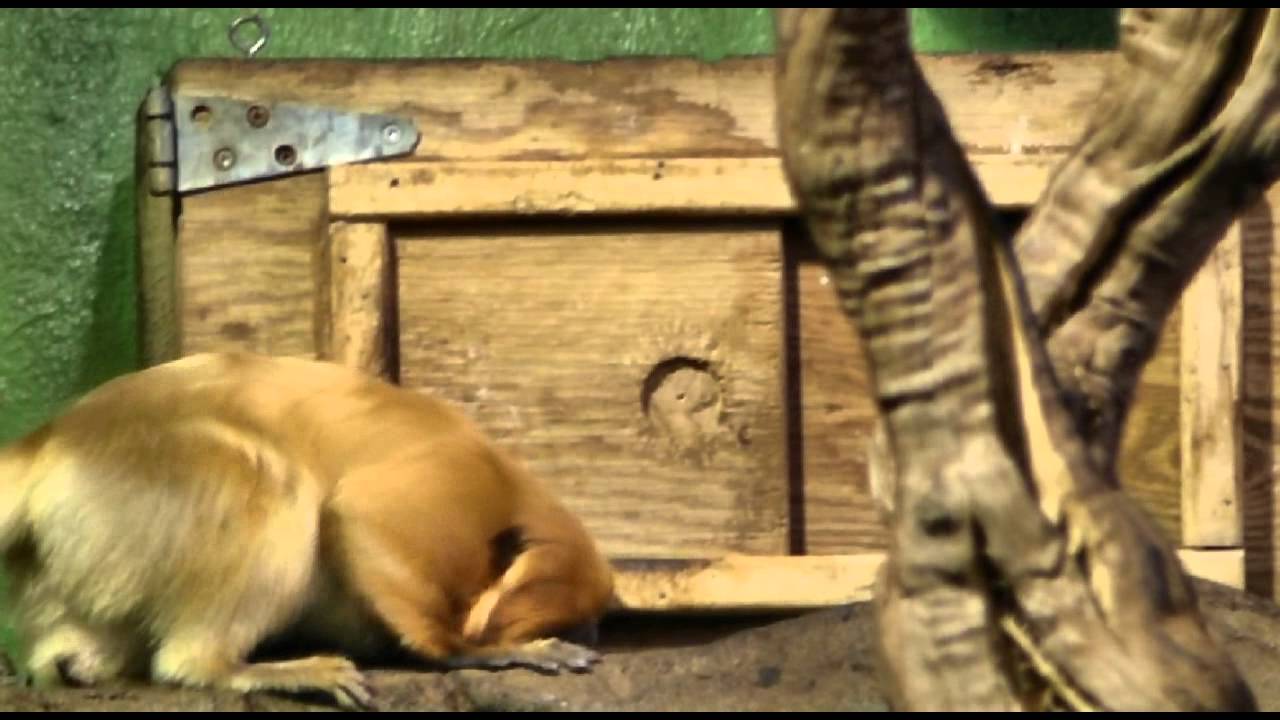AMAZING Monkeys close cage door for privacy - YouTube