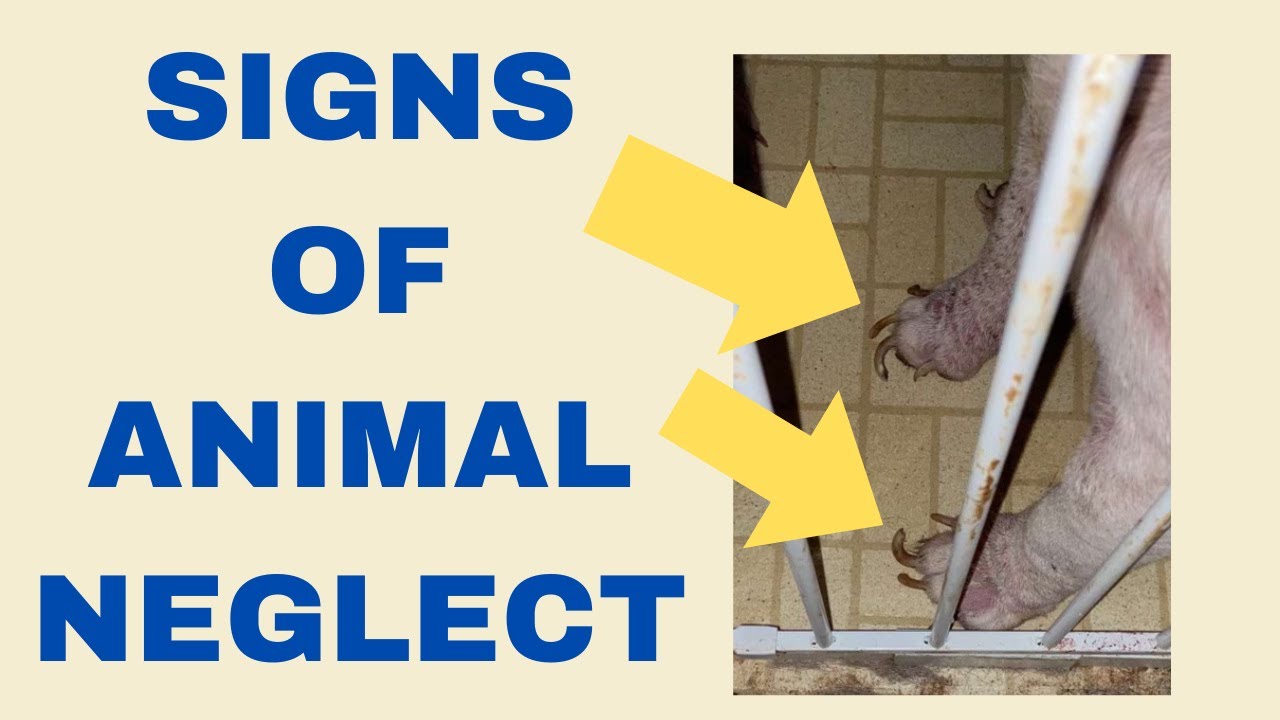 Signs of animal neglect with pics - YouTube