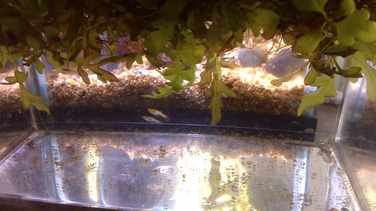 Guppy fry no heat light airstone or filter... - YouTube