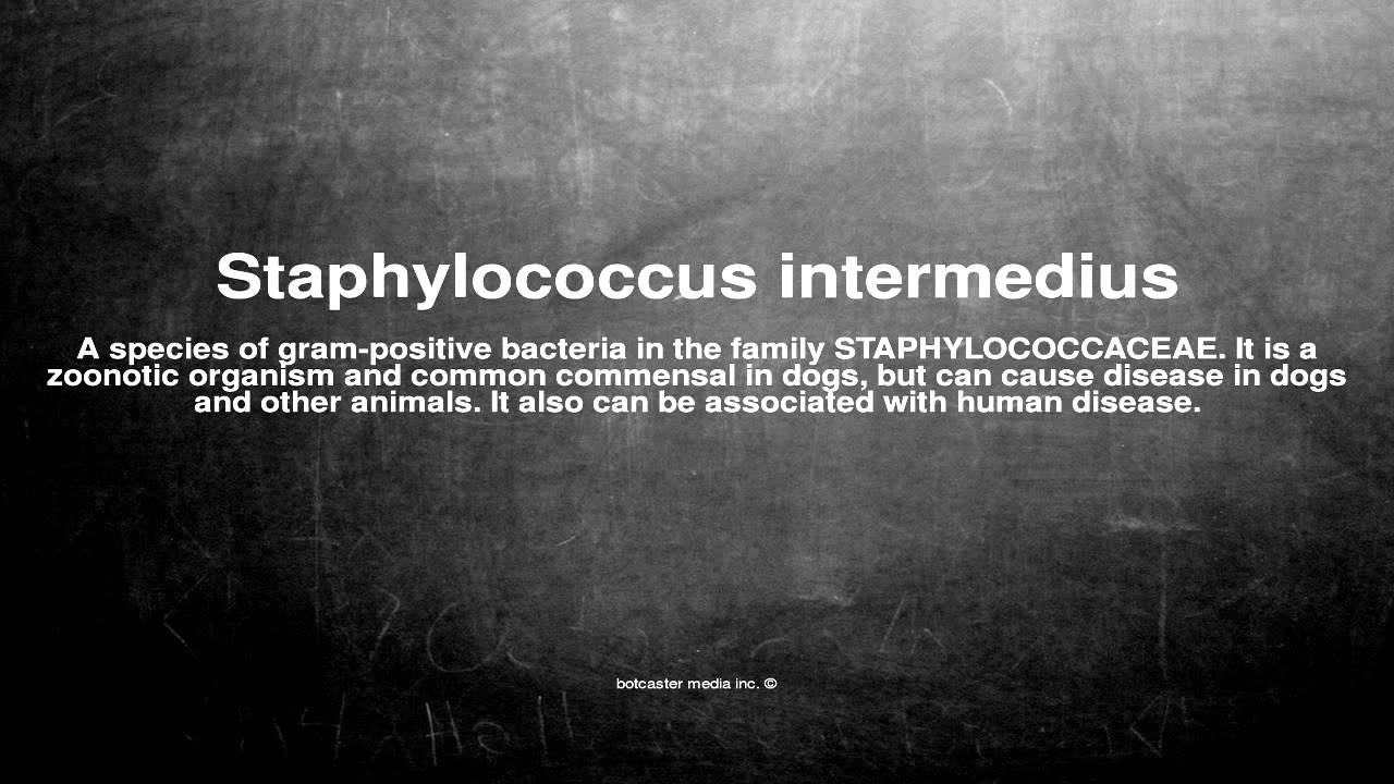Medical vocabulary: What does Staphylococcus intermedius mean - YouTube