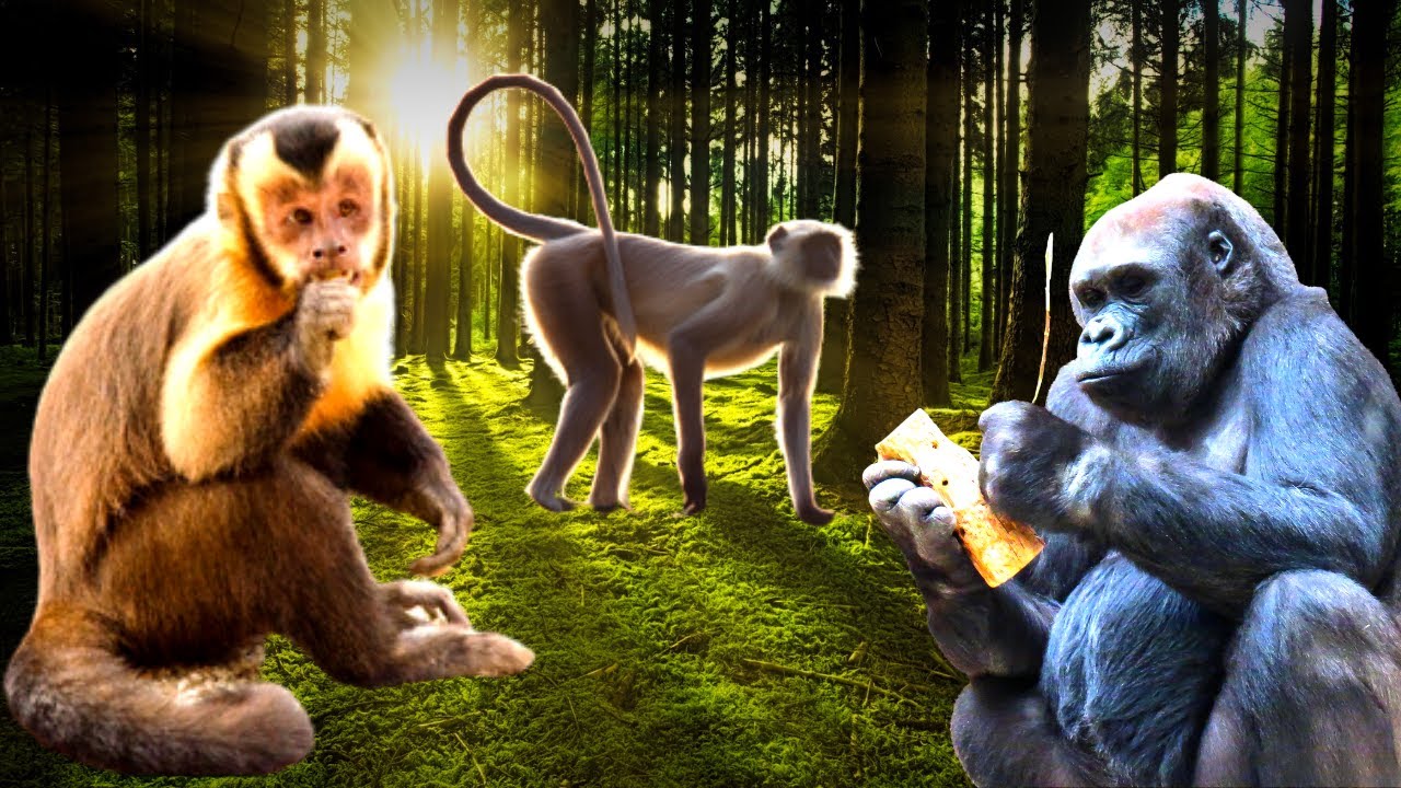 O Som dos Macacos Dicas e Curiosidades - YouTube