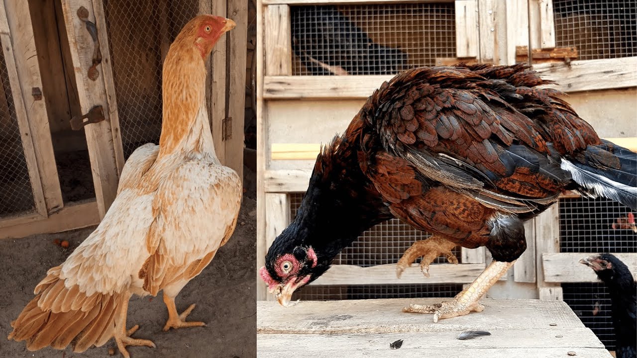 Top Best Aseel Hens of 2022 from ASIA | Aseel fighter hens | PART 2 ...