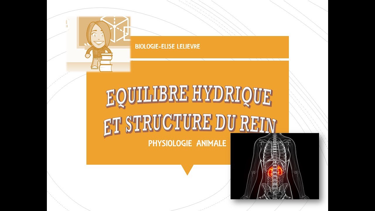 Equilibre hydrique et Structure du Rein - YouTube