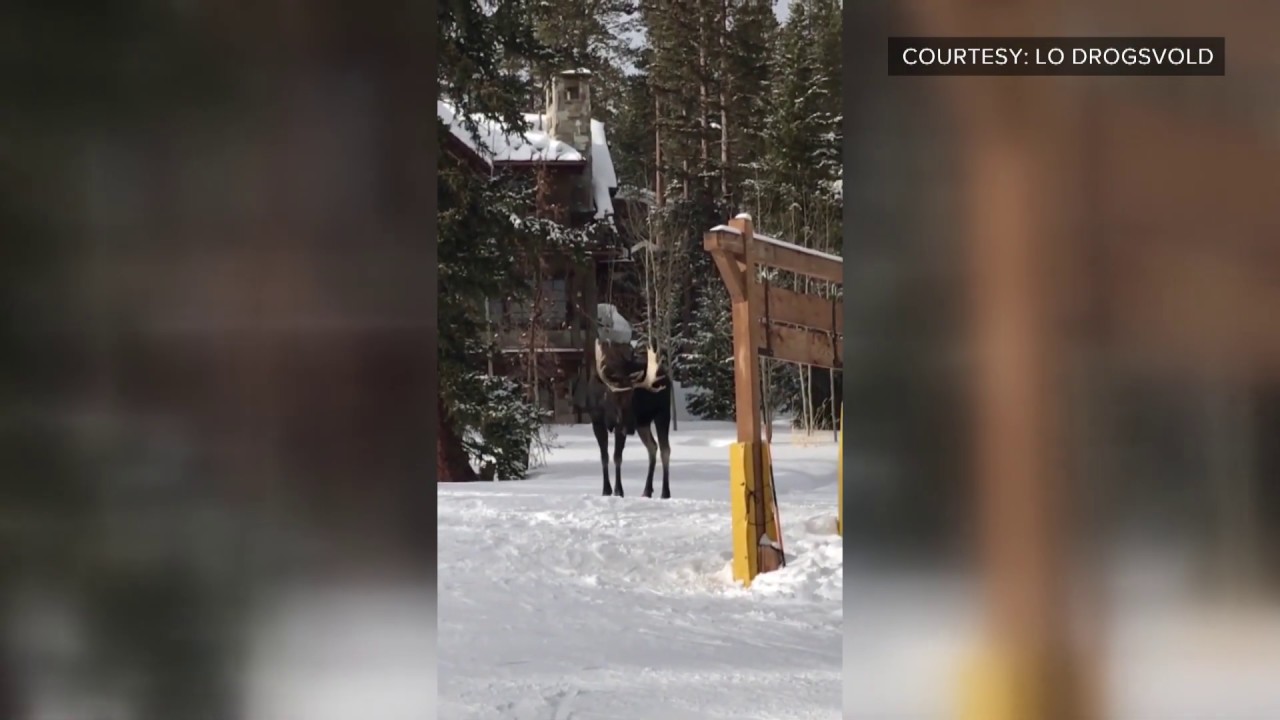 Angry bull moose chases skiers at Breckenridge Ski Resort in Colorado ...