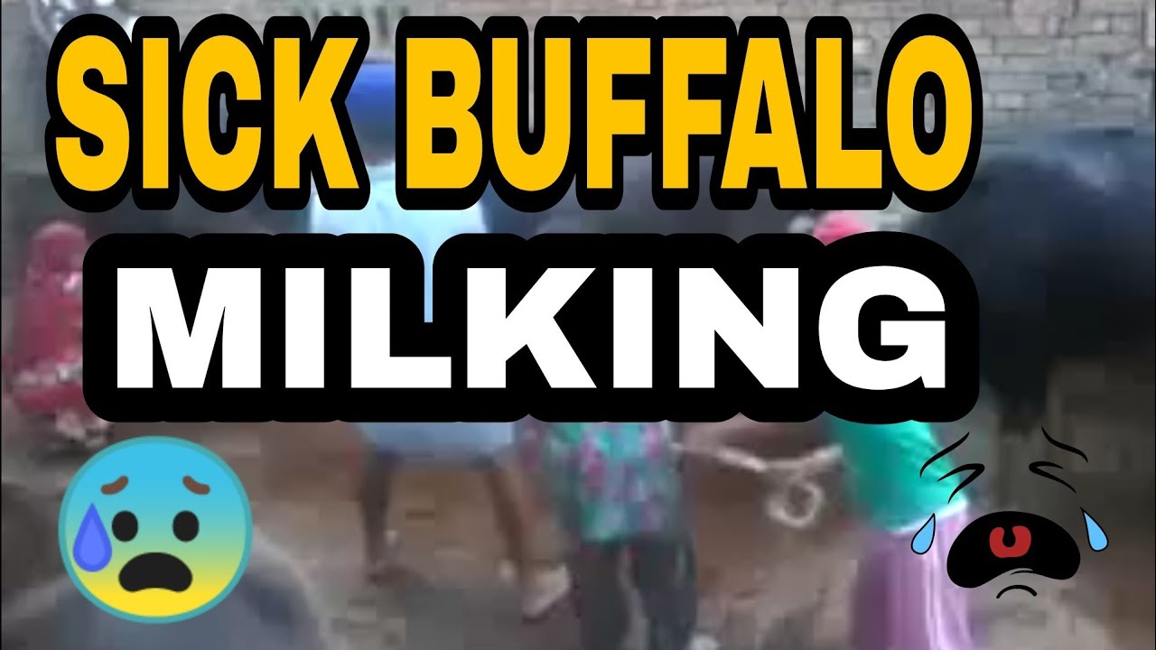 New Way Getting Milk | Sick Buffalo - YouTube