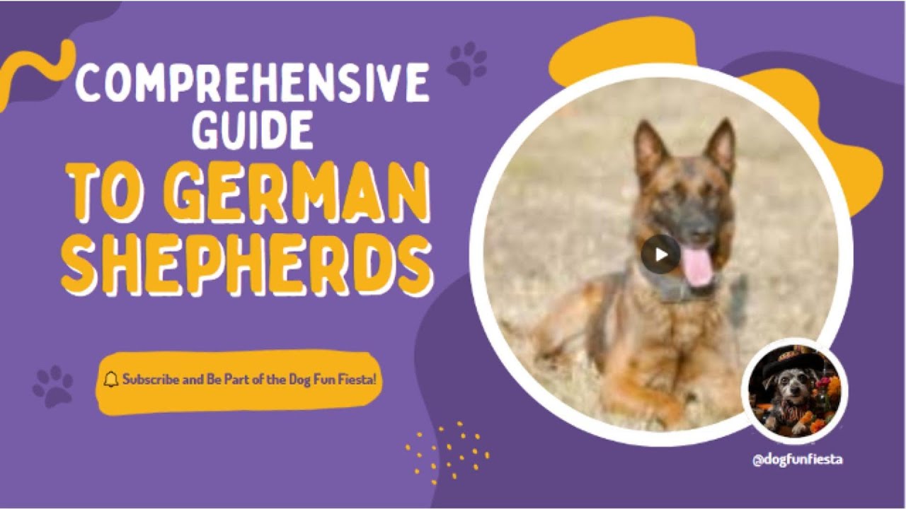 Comprehensive Guide to German Shepherds : Everything You Need to Know - YouTube