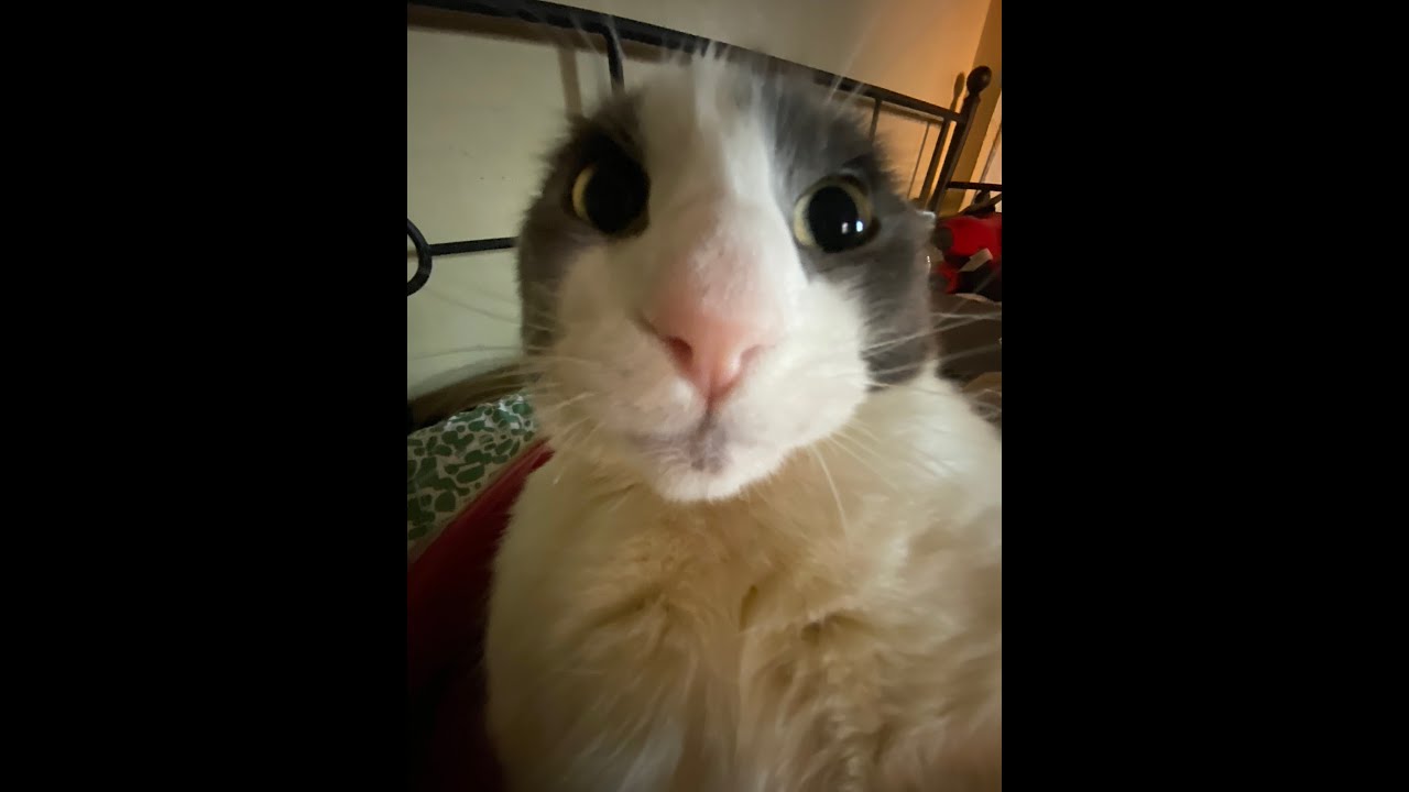 incredible lobotomized work stream - YouTube