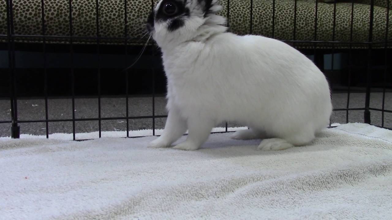 San Diego House Rabbit Society - Aspen - YouTube