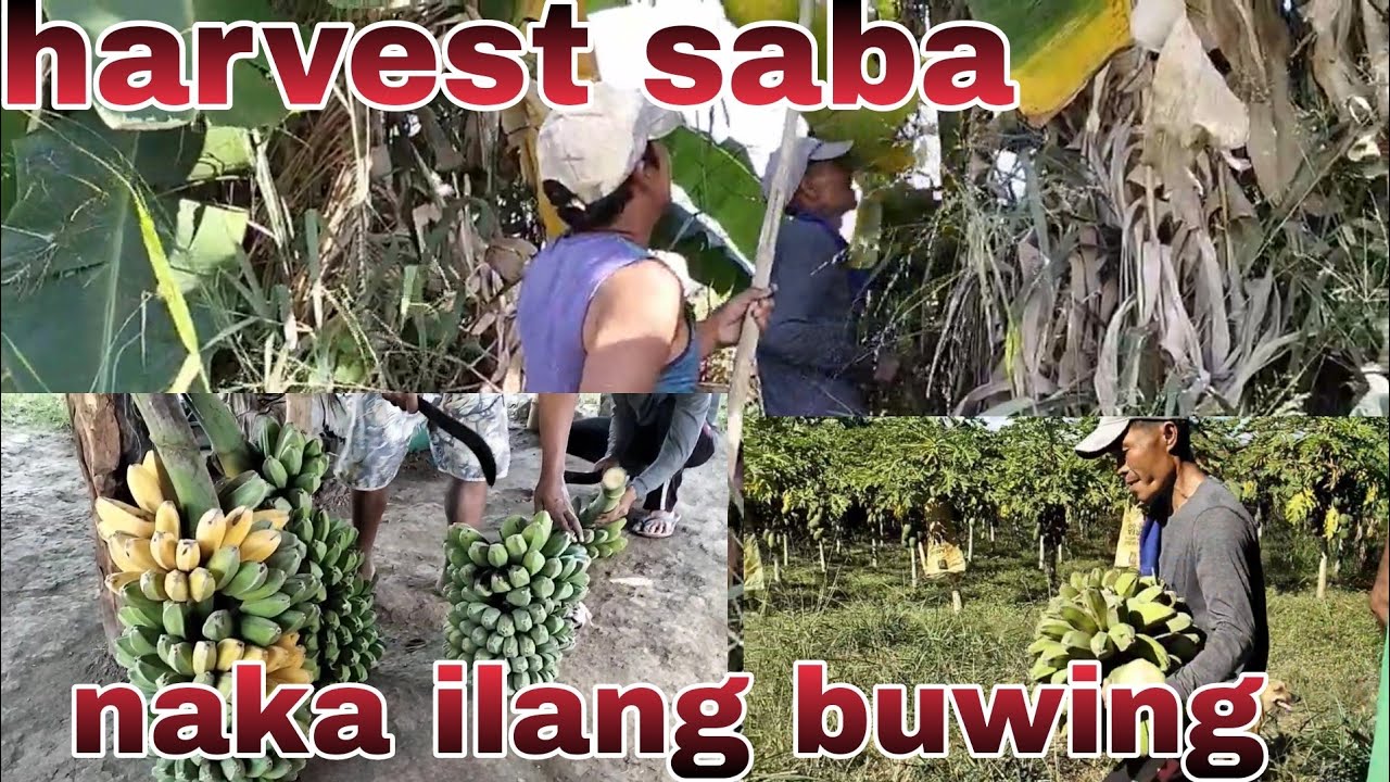 episode 5. Ang pag-haharvest ng saging saba #farming #farmer - YouTube