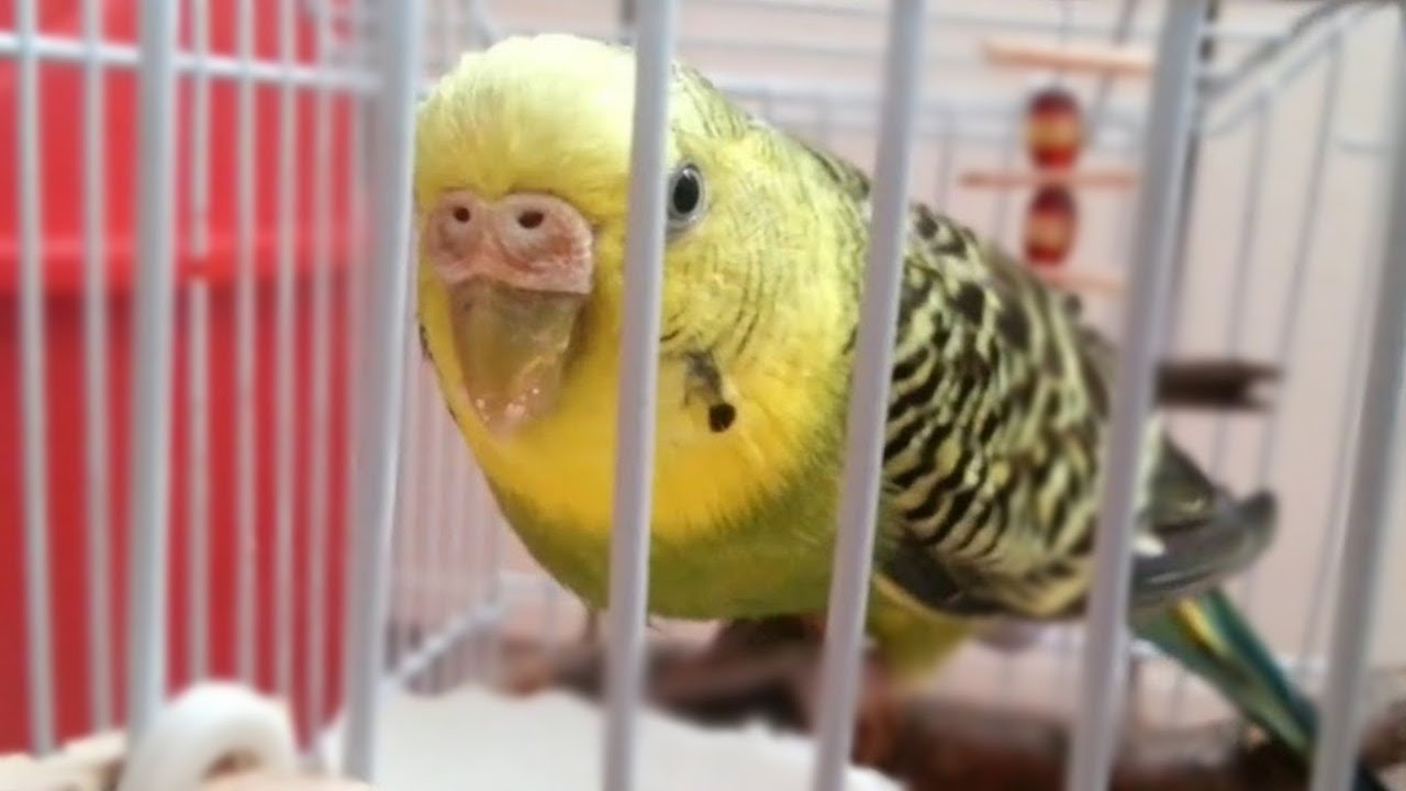 Budgie Likes Eating the Sand - YouTube