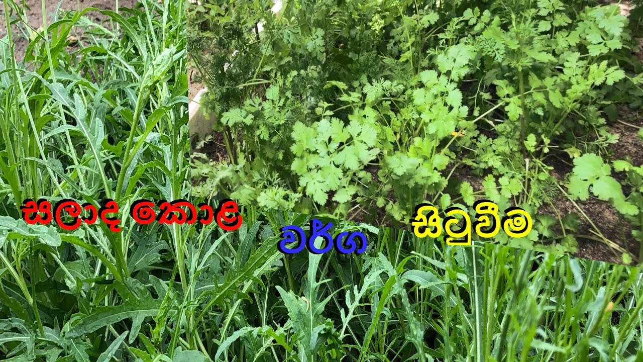 salada kola /සලාද කොළ /Nature With Laka - YouTube