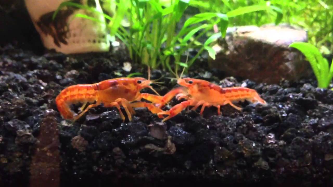 Crawfish fight - YouTube