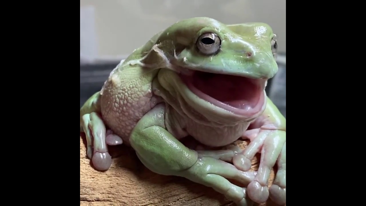 Dumpy tree frog eats his own skin - YouTube