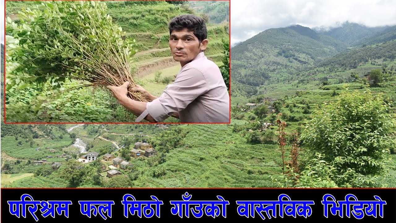 Nepali village Life Hard Working || hidden Jajarkot kushe - YouTube