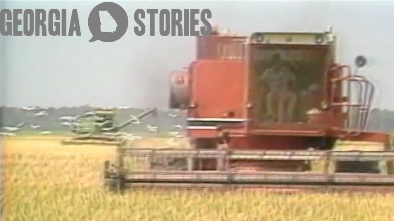 Making Rice in Georgia | Georgia Stories - YouTube