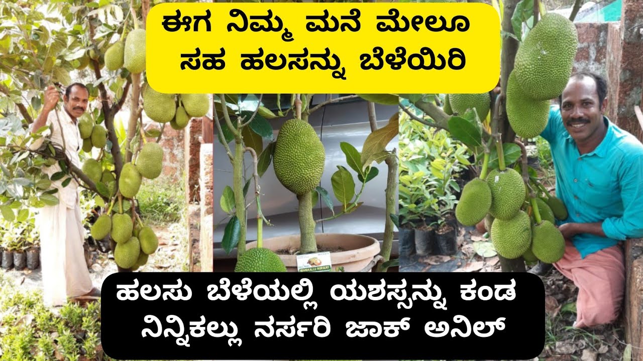 ಈಗ ಹಲಸನ್ನು ನಿಮ್ಮ ಮನೆಯ ಮೇಲೂ ಬೆಳೆಯಿರಿ. NINNIKALLU NURSERY JACK ANIL. JACK ...