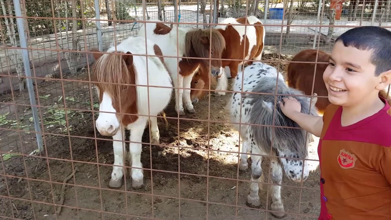 حديقة الحيوانات في البصرةBasra ZOO - YouTube
