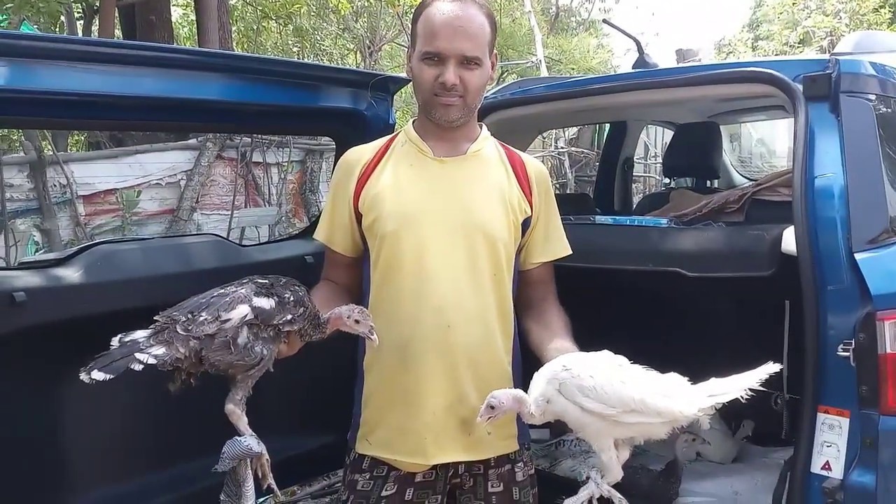 Turkey chicks for sale and transport || 8103145060 || tausif agro farm ...