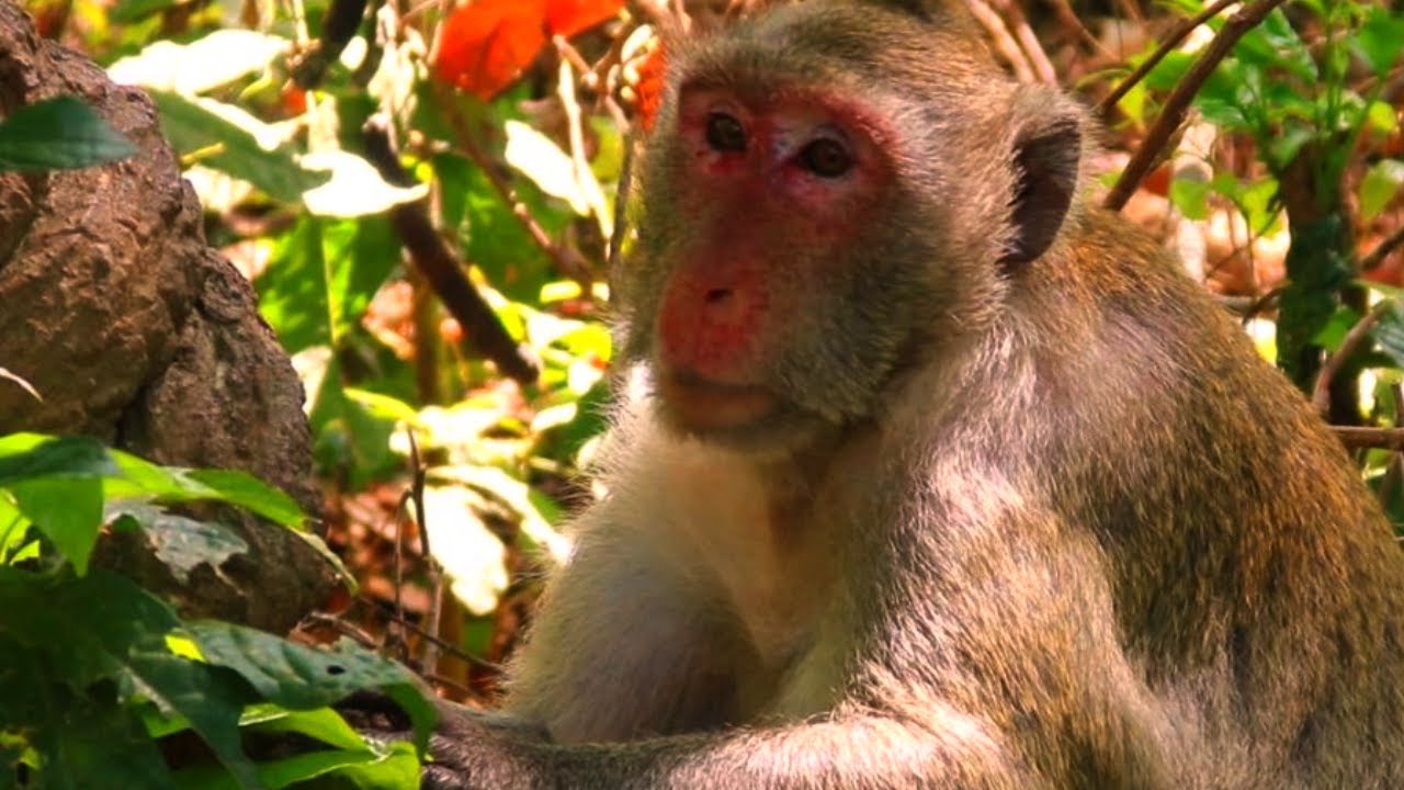 #monkeyjane #jane #monkeyvideo #monkeyshort | Monkey Tube - YouTube