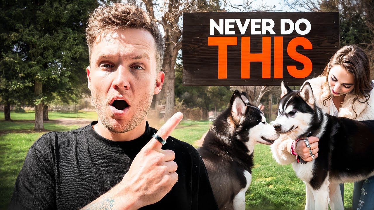 How to safely introduce your dog to other dogs- Dog Training Tips - YouTube