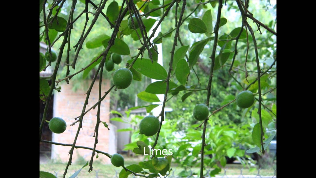 Citrus in the Rio Grande Valley of Texas - YouTube