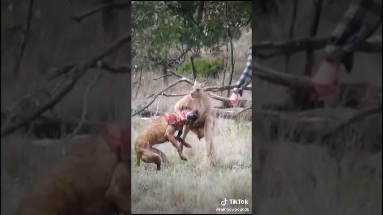 Kangaroo Headlock : Man fights kangaroo - YouTube