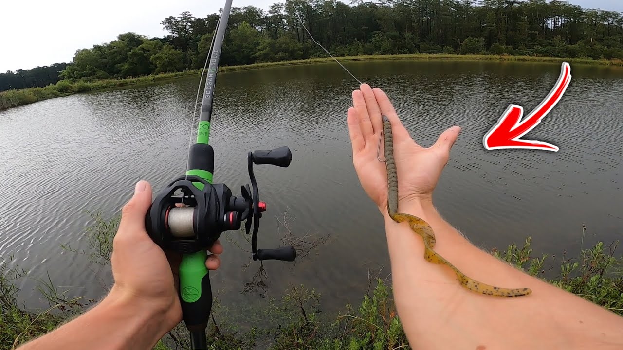 Using HUGE 12 inch Worms to Catch GIANT Pond Bass!! - YouTube