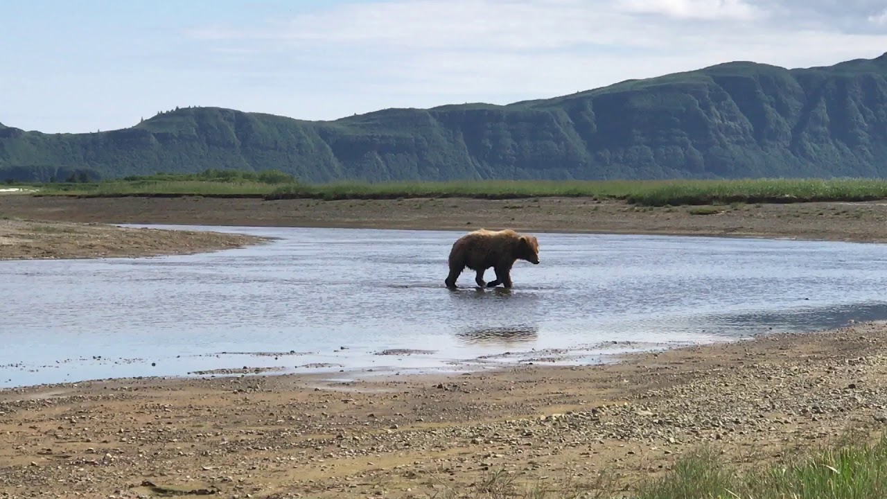 Bear Viewing at Hallo Bay, Alaska in Katmai National Park - YouTube