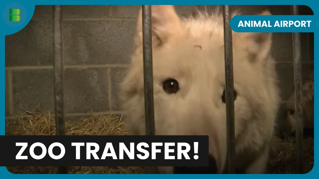 Wildlife Transport Uncovered - Animal Airport - YouTube