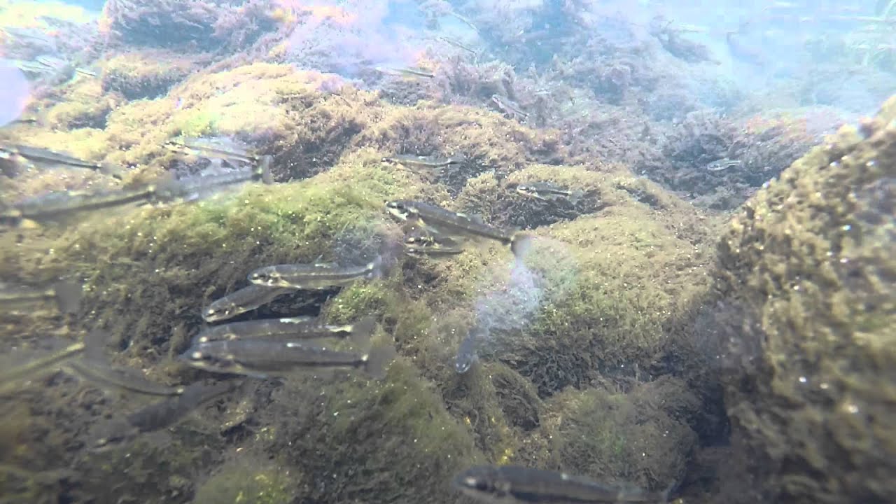 Nooksack dace juveniles drift feeding in Bertrand Creek, August 2015 ...