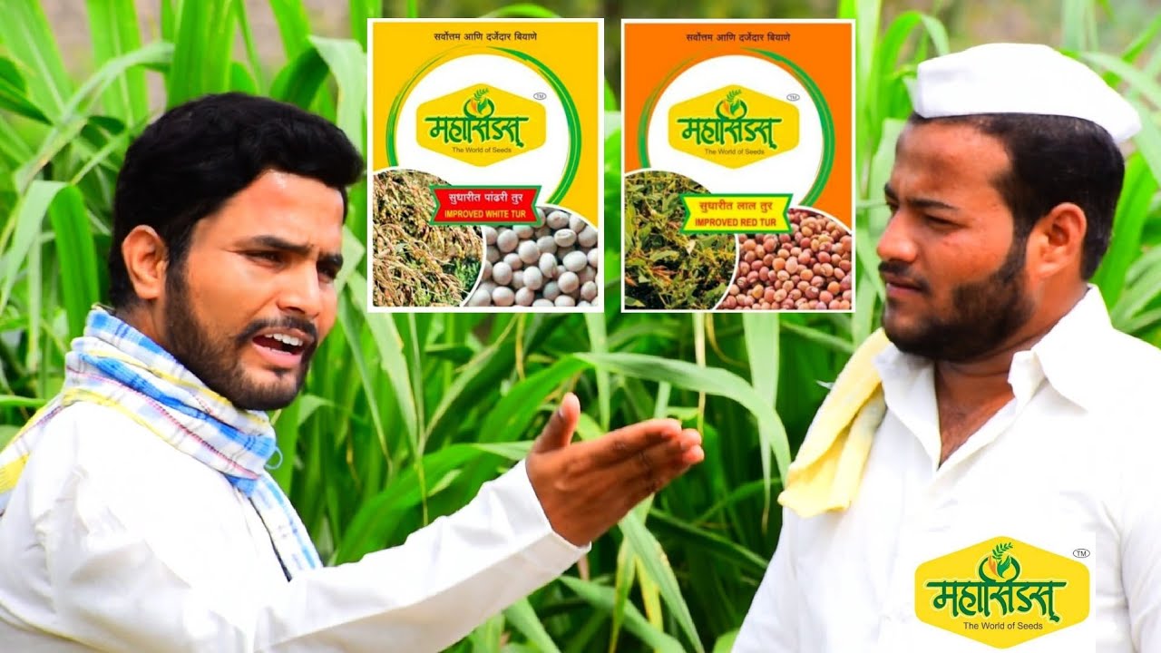 Redgram | Pigeon Pea Seeds | BDN-711 Variety| MAHASEEDS| Amarsinh FPC ...