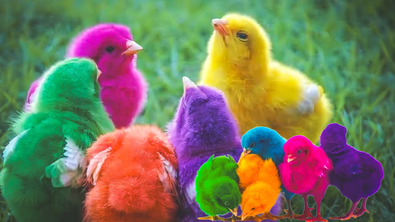 COLOUR CHICKS | Colour Chicken Babies | Colour Chick Video | Hen Videos ...