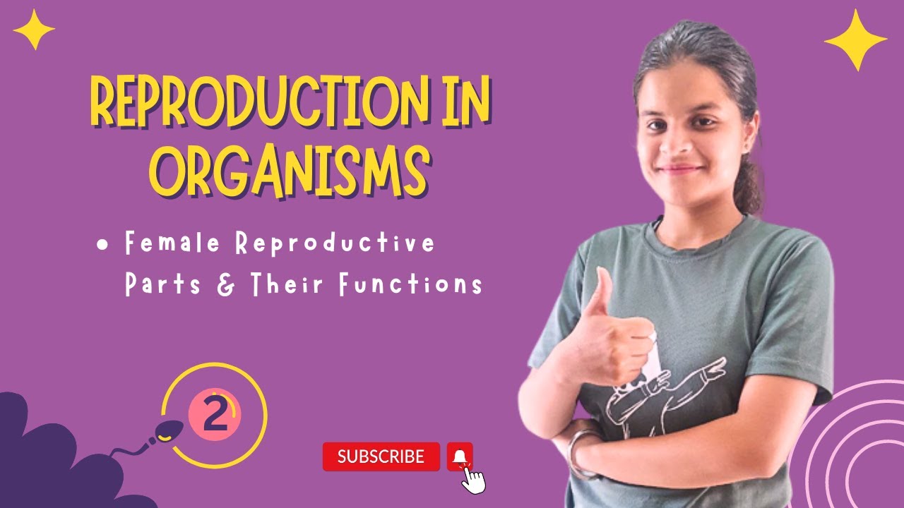 Part 2 | Reproduction In Organism | Female Reproductive System | Class ...