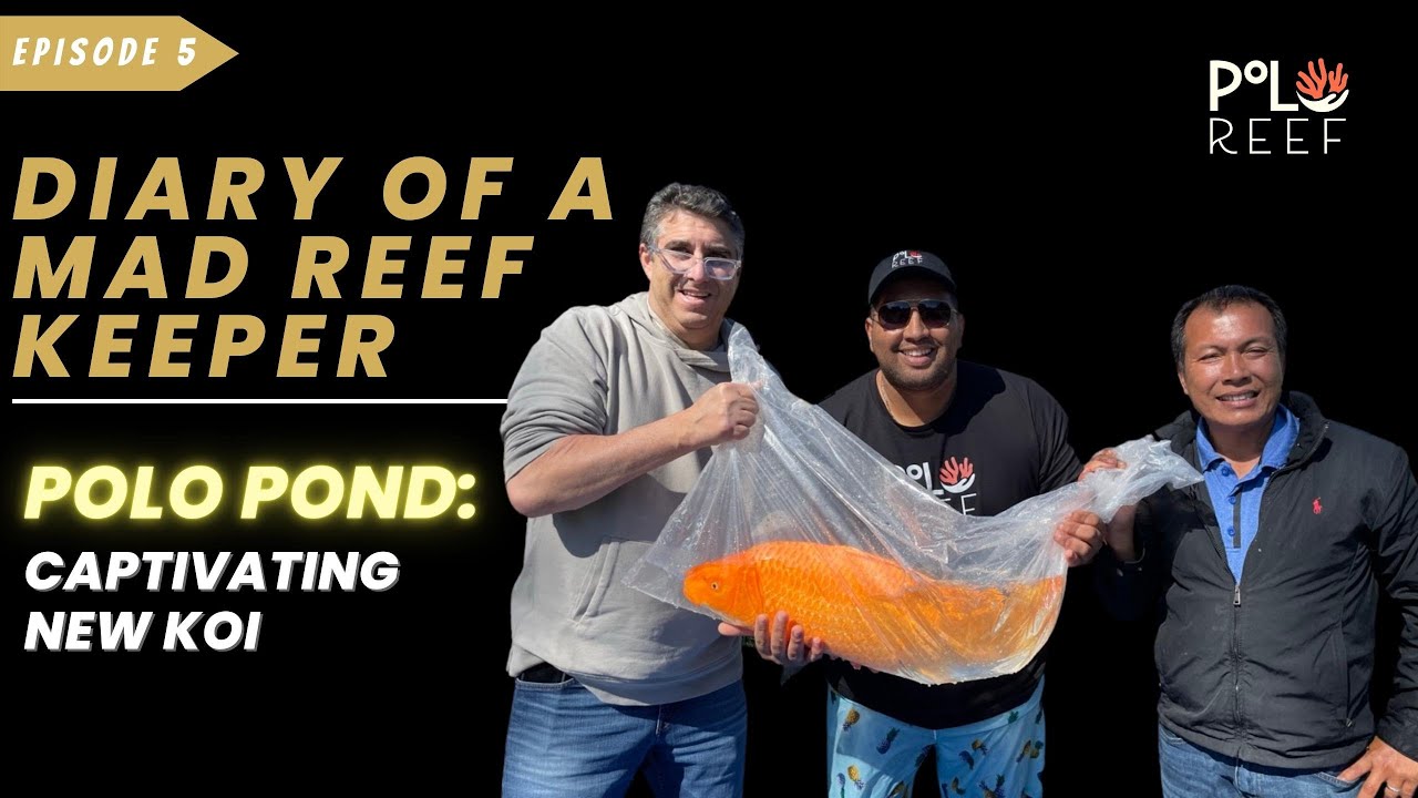 [4K] Polo Reef Episode #5 - DIARY OF A MAD REEF KEEPER - YouTube