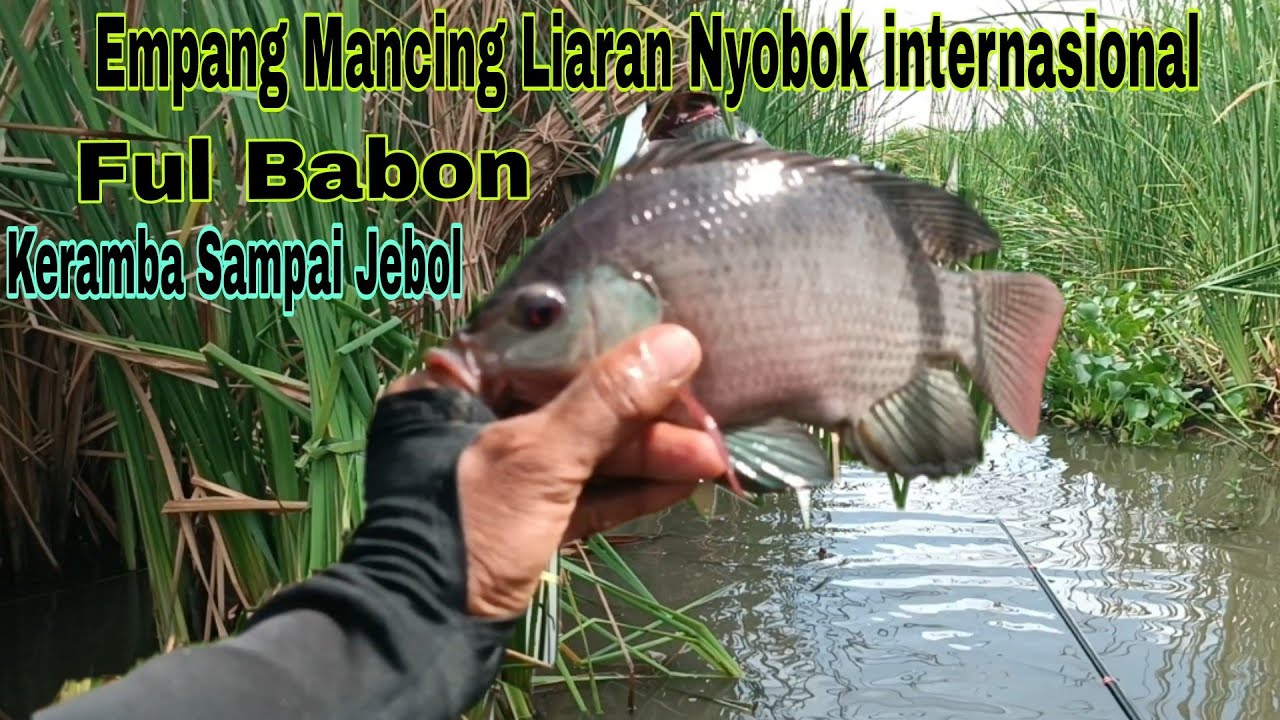 EMPANG MANCING NYOBOK LARAN FUL BABON!! keramba sampai jebol# ...