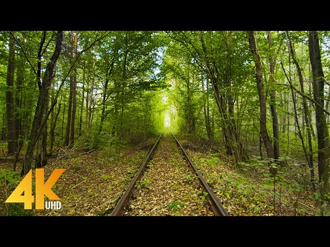 Walk through the Tunnel of Love in Klevan - 4K Natural Wonder of Ukraine + Gentle Music