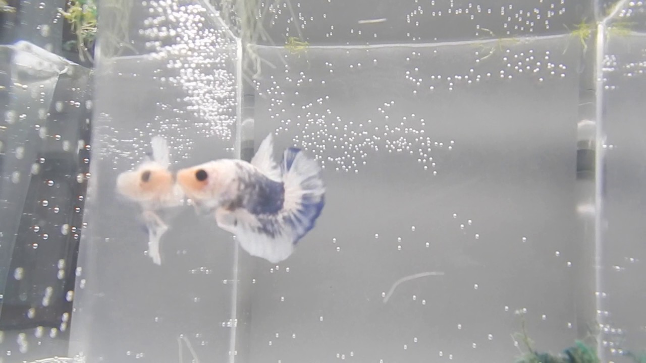 Betta Macho Hmpk Marmol Bicolor - YouTube
