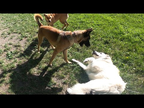 Belgian Malinois Corrects Puppy Great Pyrenees - YouTube