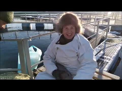 Дойка красной икры у форели