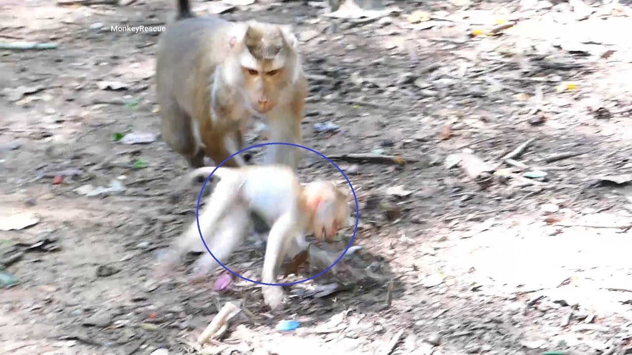 Adorable video!.. Old female monkey rescue Lucy from group of male ...