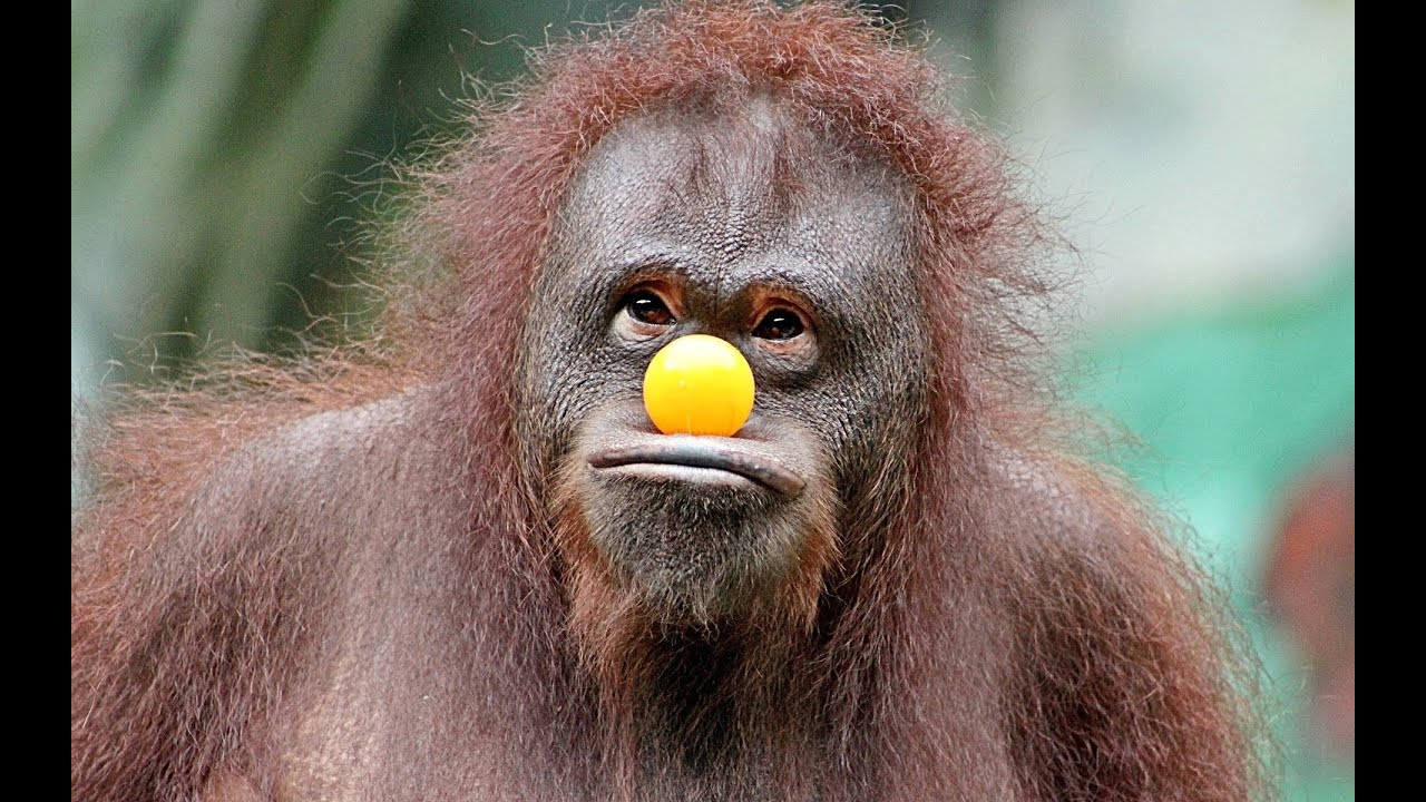 Monke edit - YouTube