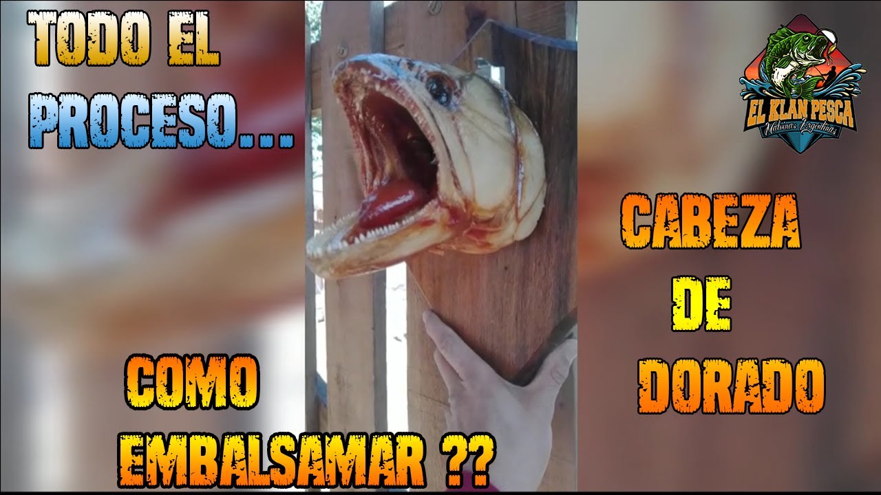 Como Embalsamar la Cabeza De un Pescado En Casa - YouTube